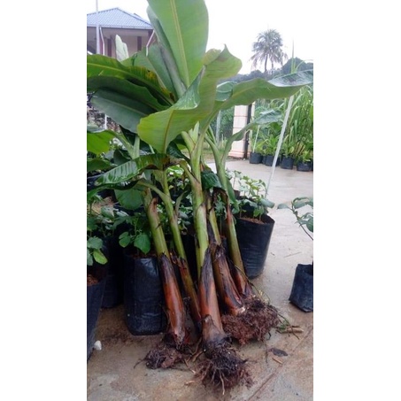 Anak Pisang Montel/Emas/Berangan/Restali/Tanduk/Nangka | Shopee Malaysia