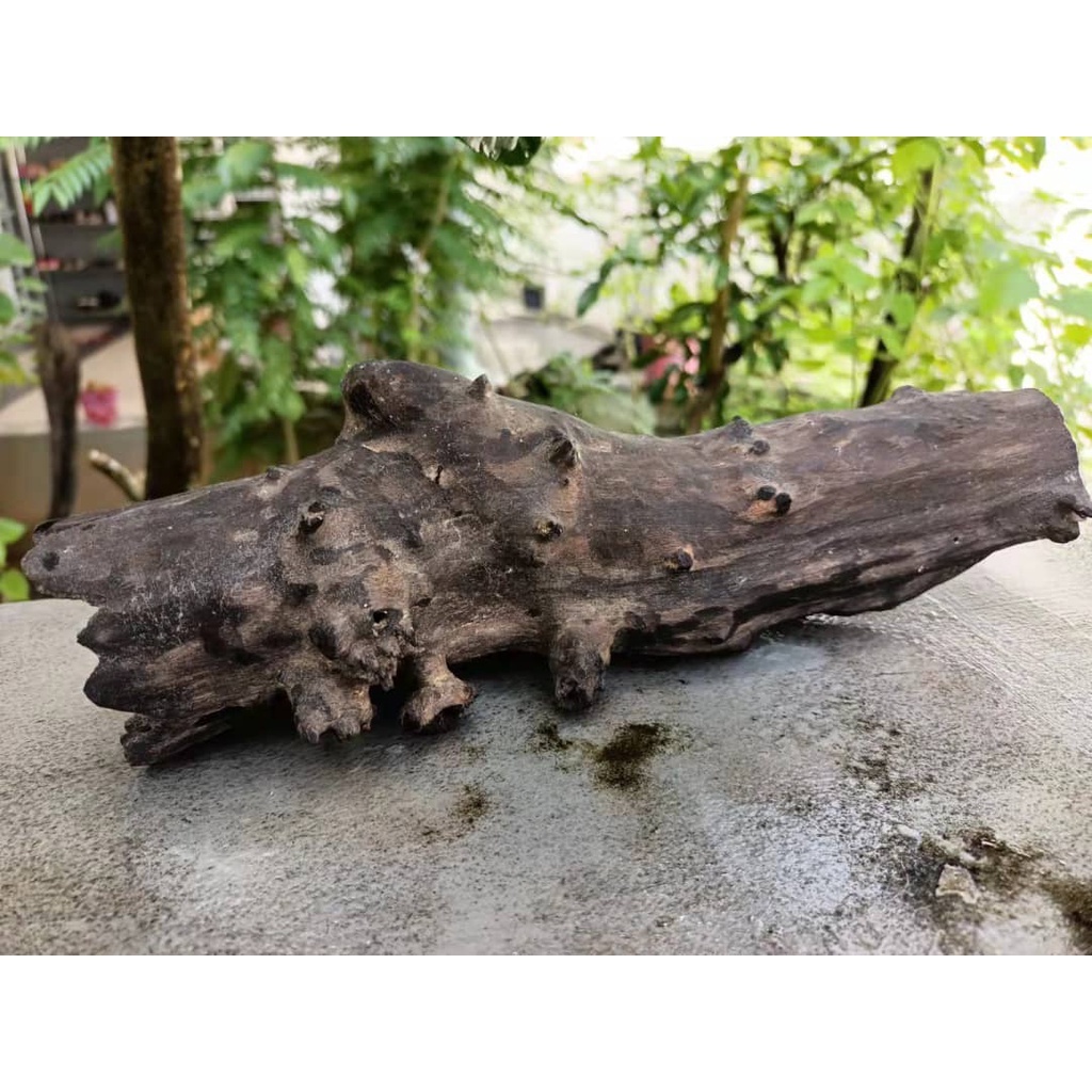 Kayu Penawar Hitam Asli 黑金刚木 天然 无加工 | Shopee Malaysia