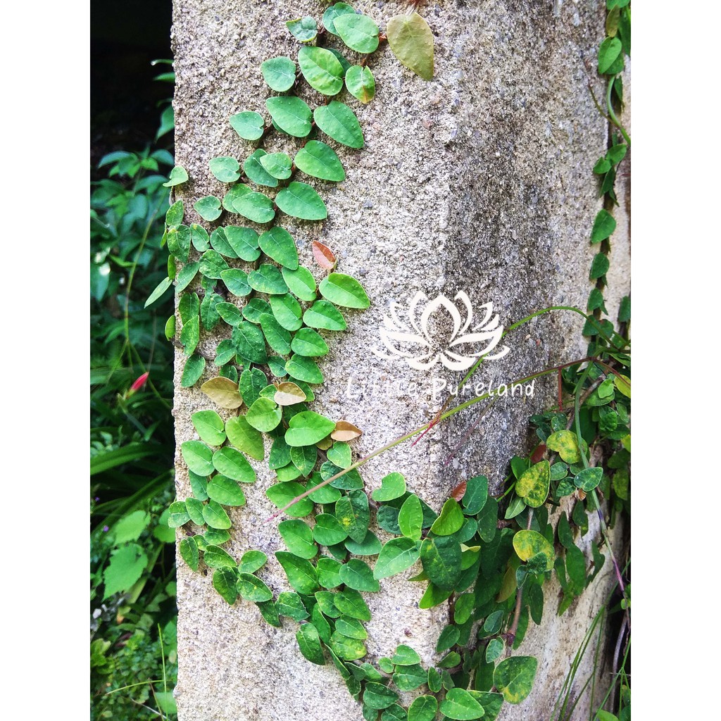 Ficus pumila Creeping climbing fig 薜荔 Pokok memanjat Penyeri dinding ...