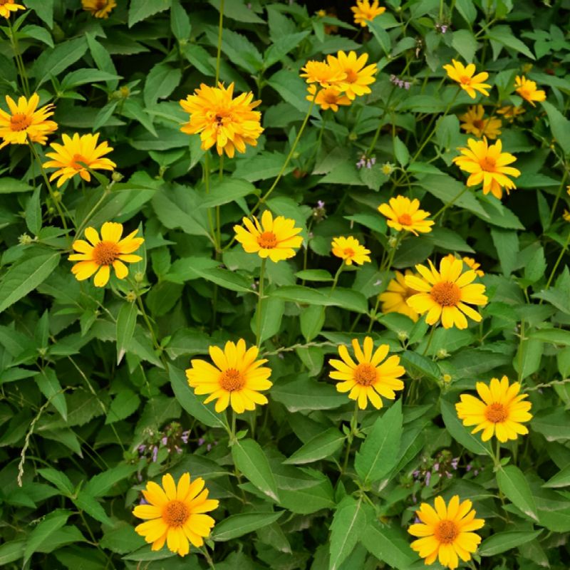 10 Biji benih bunga Butter daisy bunga matahari kecil | Shopee Malaysia