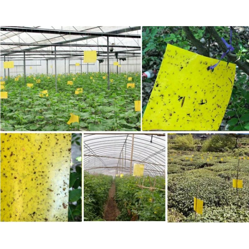 Double Sided Fly Sticky Glue Board Trap Insect Pests Perangkap Gam ...