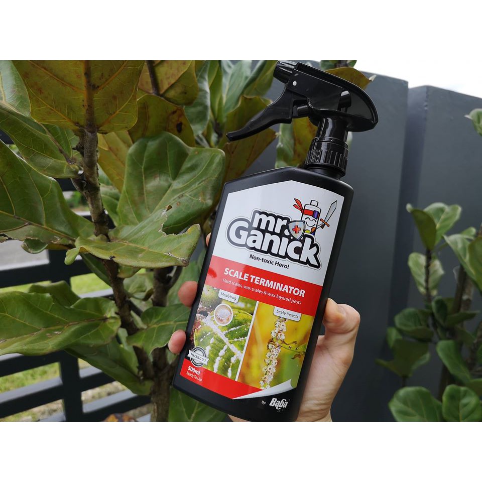 Mr Ganick Natural Pesticide: Scale Terminator (500ml / Spray Bottle ...