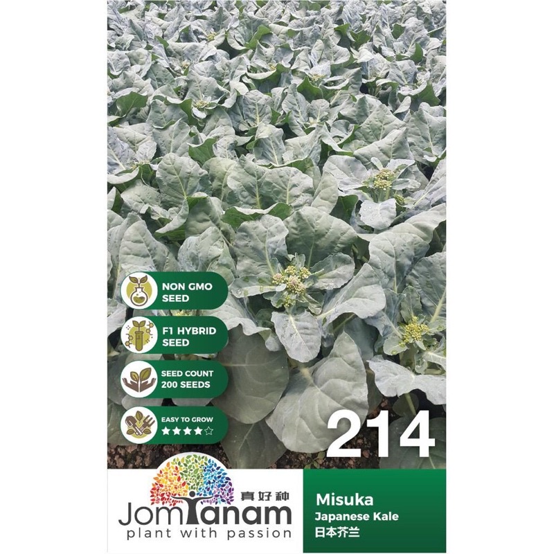 🔥🔥BIG SALES🔥🔥 Kale Japanese Misuka ( 200sds）日本芥兰 Jom Tanam by Crop ...