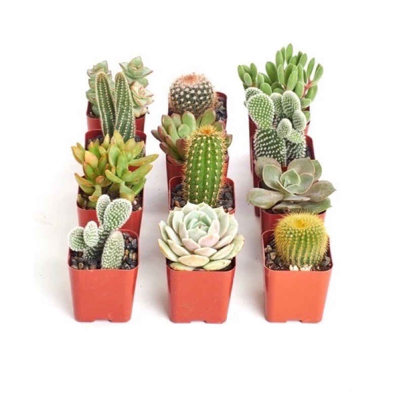 [Buy 3 for RM12] REAL LIFE CACTUS SUCCULENT POKOK HIDUP KAKTUS TANAH ...