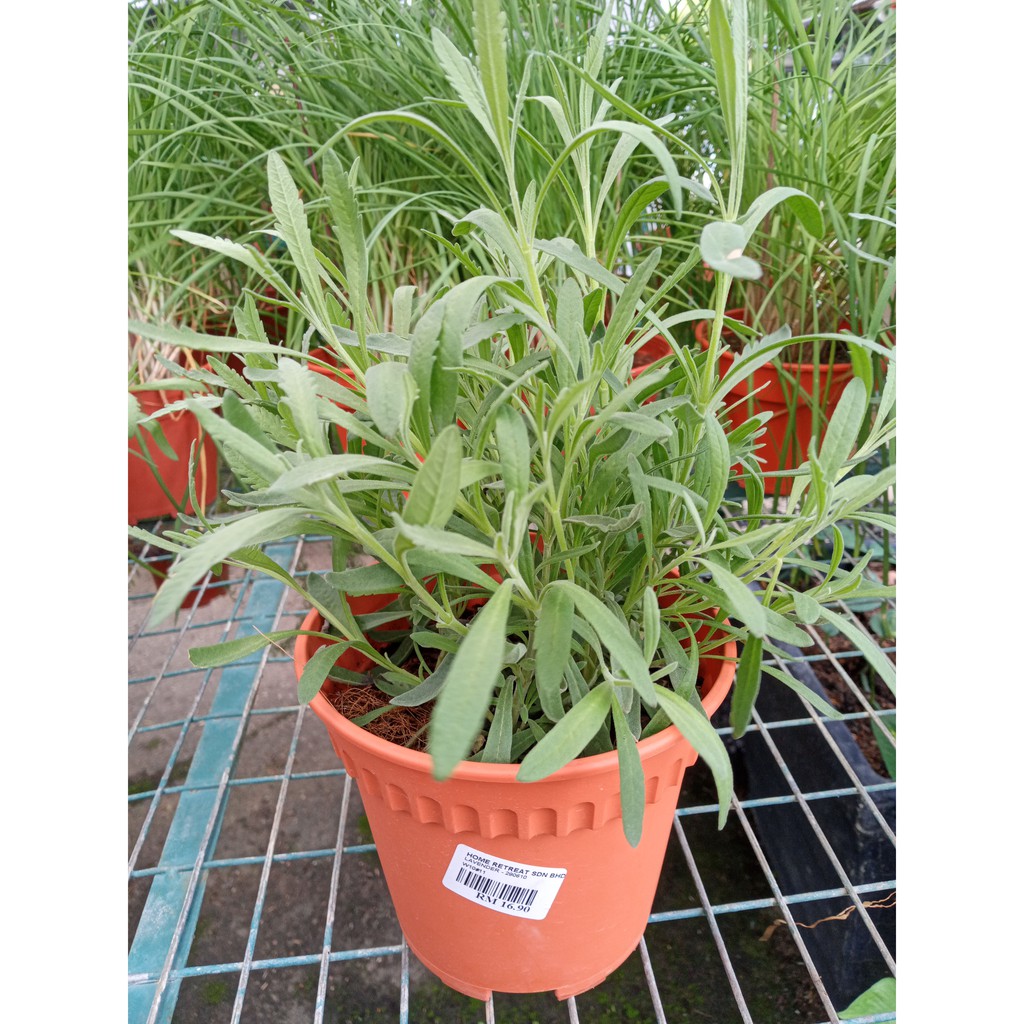 LAVENDER / 薰衣草 / HERBS PLANT / POKOK HERBA / OUTDOOR PLANT / MEDIUM ...