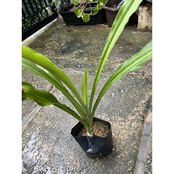 Tembaga suasa pokok saiz besar daun lebar | Shopee Malaysia