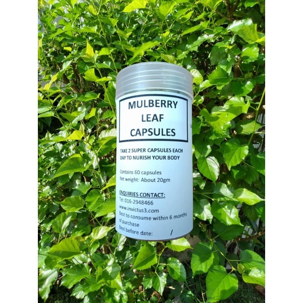 100 Capsules Home Grown Mulberry Leaf Capsule Mulberry Leaf Powder 100 ...