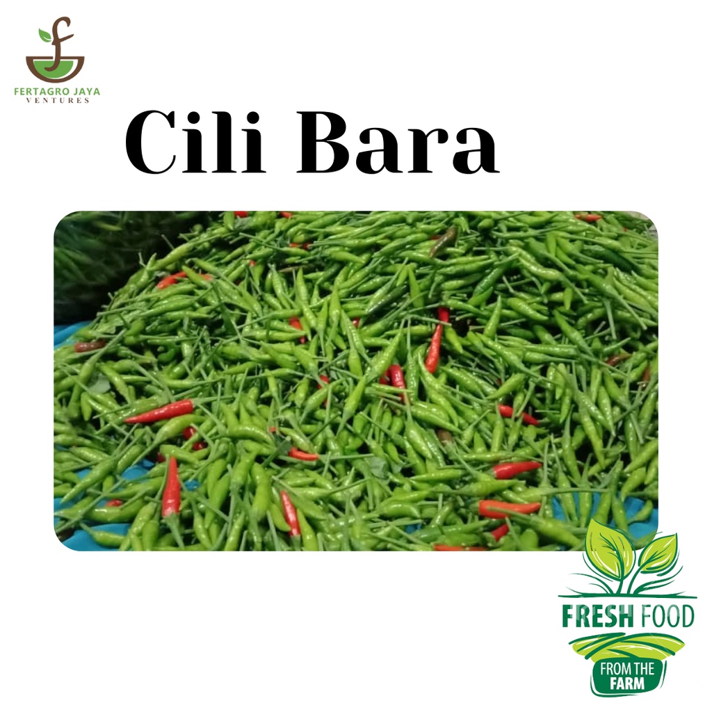 Cili Bara / Cili Api / Cili Pedas / Cili Segar dari ladang (300g/500g ...