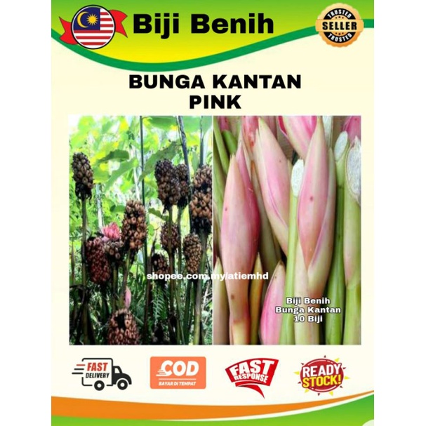 Pokok Bunga Kantan **Biji benih 10 pcs/seeds | Shopee Malaysia