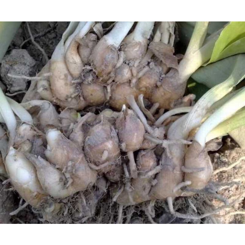 Anak Pokok(1 Pokok) - Herba Kencur Cekor 沙姜苗1颗，自家种植 | Shopee Malaysia