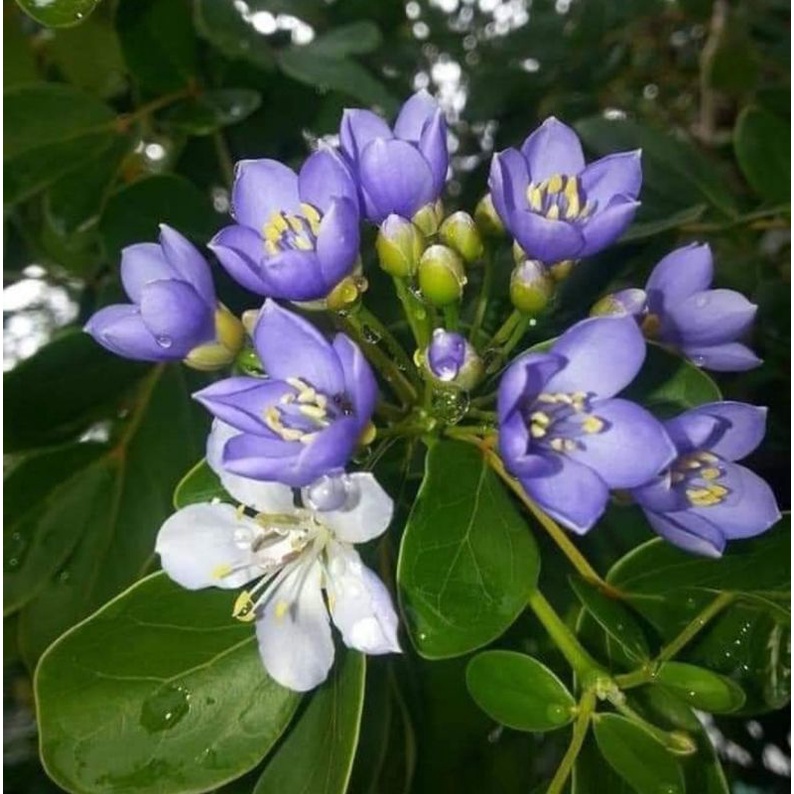 restock Pokok Bunga Guaiacum Officinale rare bunga purple | Shopee Malaysia