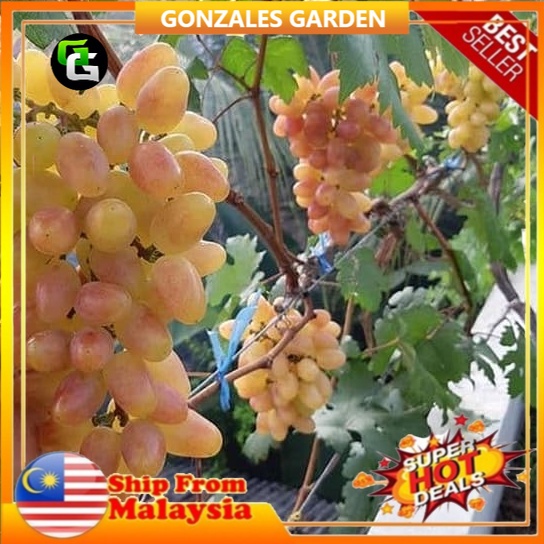 Anak Pokok Anggur Grape Transfiguration Pokok Premium | Shopee Malaysia