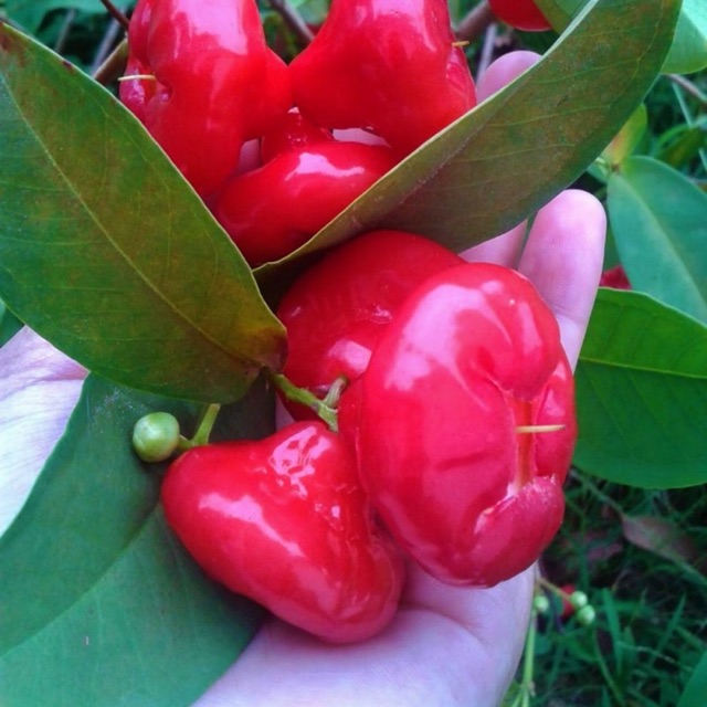 Pokok jambu Bertih merah hybrid | Shopee Malaysia
