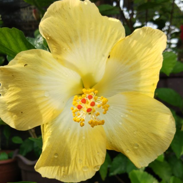 Bunga raya Thailand ( kuning putih) | Shopee Malaysia