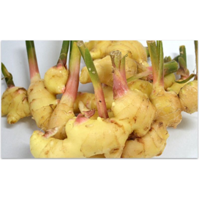 Halia muda kampung 500 gram | Shopee Malaysia