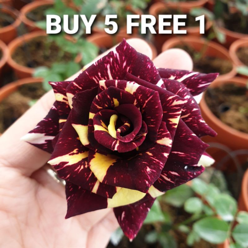 Pokok Rose ID，buy 5 free 1 small pot rose，bunga besar tahan panas ...