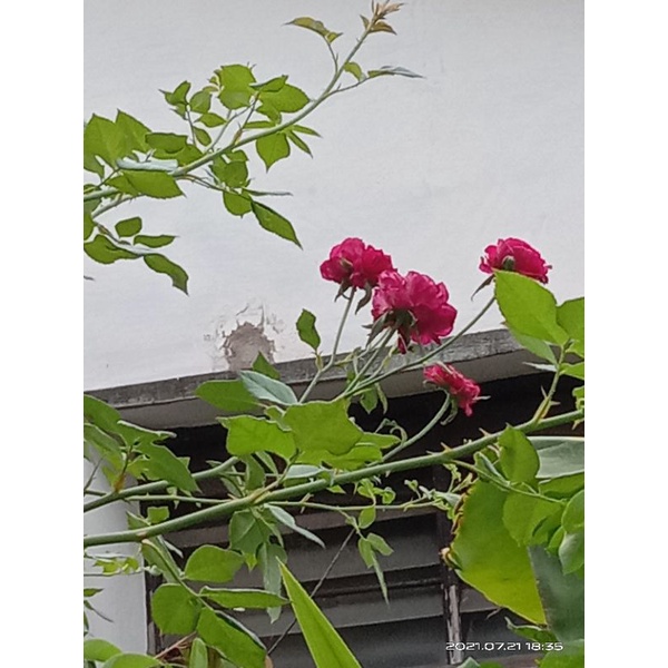 Anak pokok ros kampung bunga kecil ownroot/2 pokok dalam polibeg | Shopee Malaysia