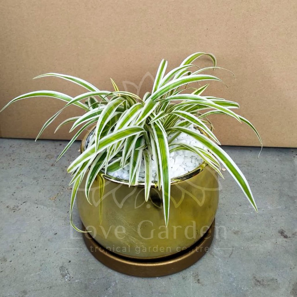 LOVE GARDEN - Package 14 Pokok Spider dengan Pasu | Spider Plant with ...
