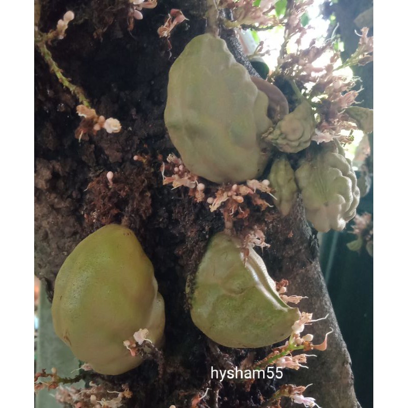 Anak Pokok Katak Puru / Pokok Nam nam, high quality | Shopee Malaysia