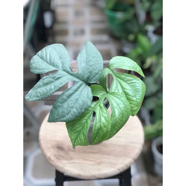 (READY STOCK) Amydrium Medium Cebu Blue/Silver | Shopee Malaysia