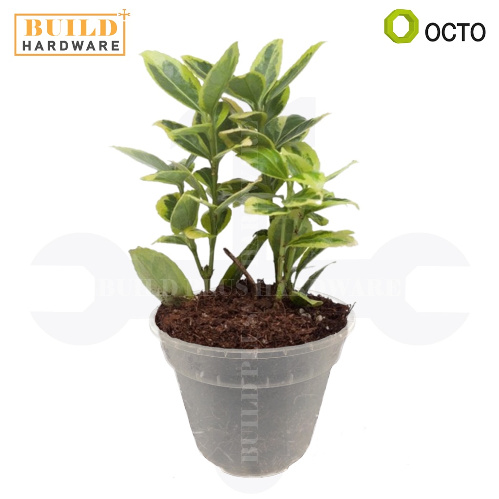 OCTO Plastic Plant Flower Pot Transparent 120/150/170/220 Saucer Hanger ...