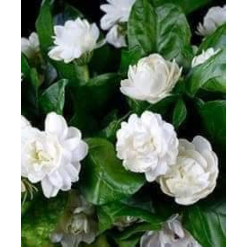 Melur Ros / Melur Rose / Melur Susun / Anak Pokok Bunga Wangi | Shopee ...