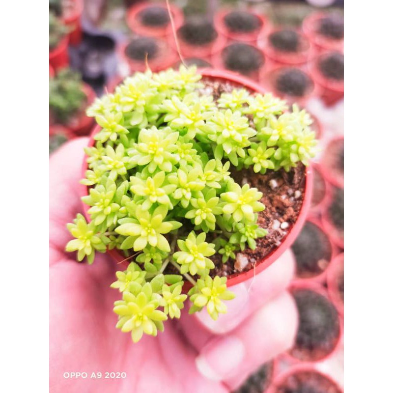 WAF succulent Golden grass (Sedum Hispanicum) 黄金草 with 55mm pot direct ...