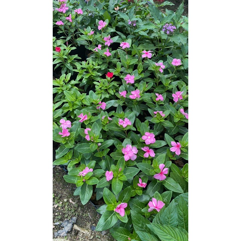 bunga vinca jenis T/S/J random warna (pokok hidup) | Shopee Malaysia