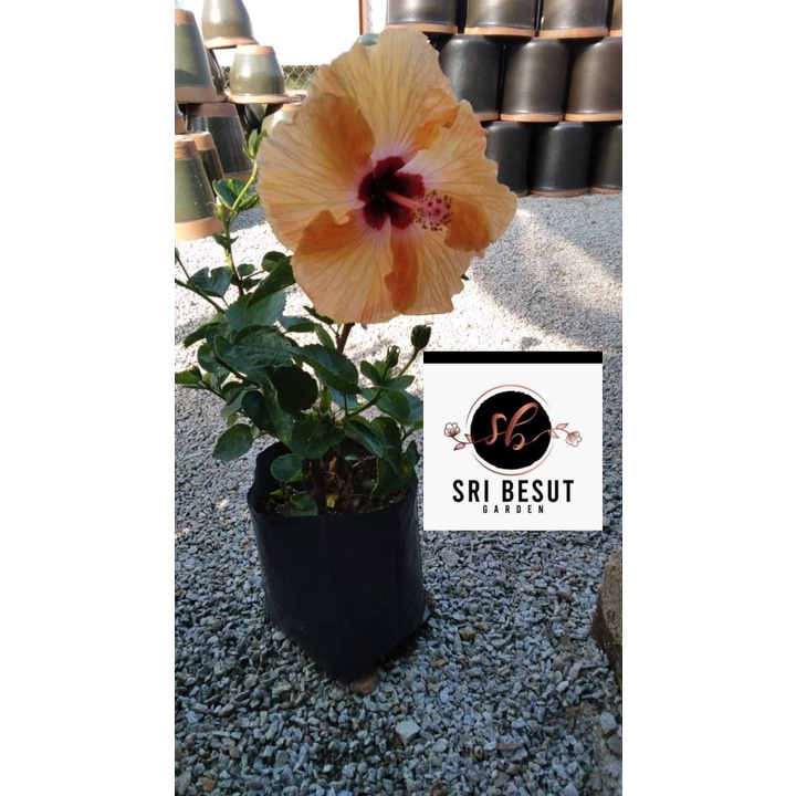 Pokok Bunga Raya Hybrid Berkualiti | Shopee Malaysia