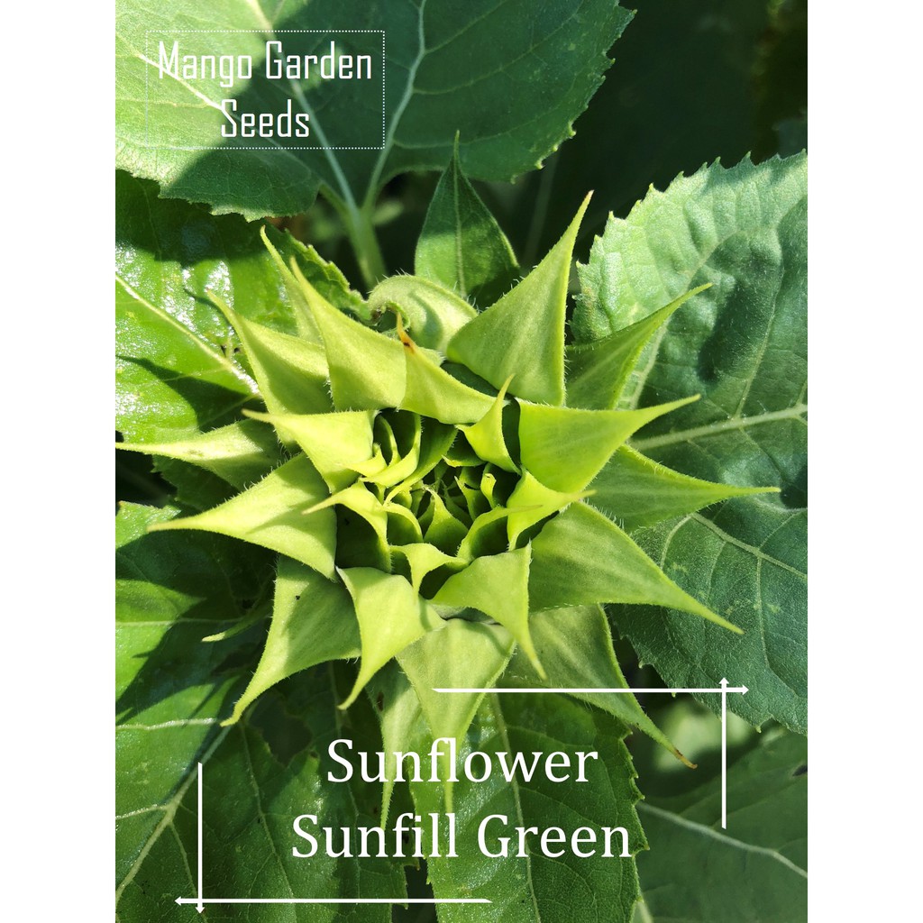 *RARE* Sunfill Green Sunflower Seeds - 10 Seed *Pot Friendly* Tanam ...