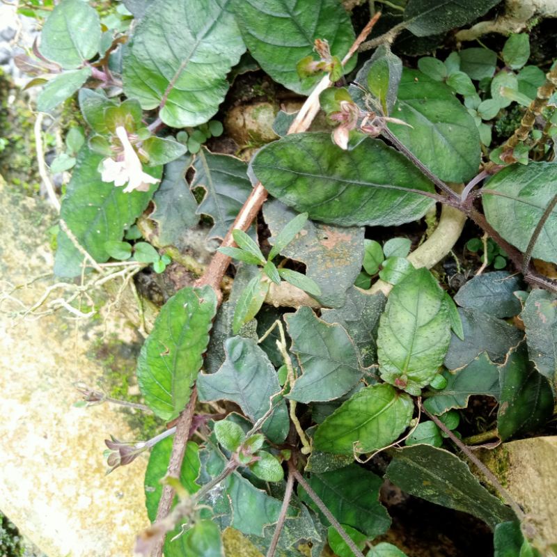 lemba batu ubat herba 7pokok | Shopee Malaysia