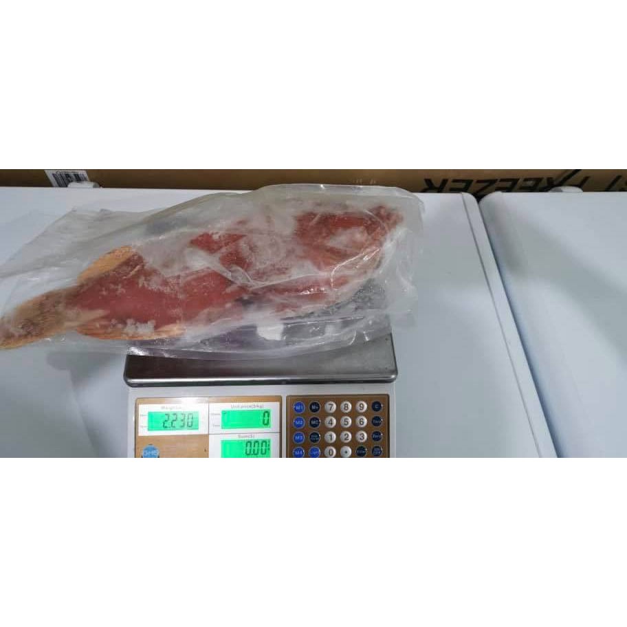 FRESH FROZEN RED TOMATO GROUPER FISH 2.0-2.5KG ( 红瓜子斑 （石斑鱼类 ) | Shopee ...