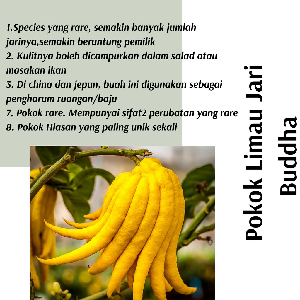 (Real Plant) Anak Pokok Limau Jari Buddha cpt berbuah hybrid top ...