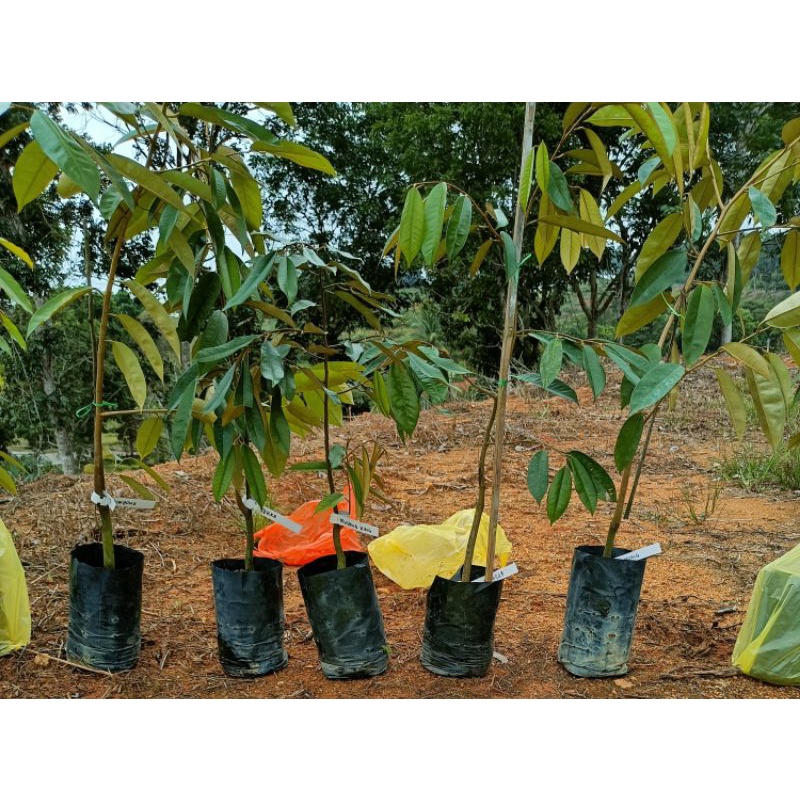 ANAK POKOK DURIAN @ DURI HITAM | Shopee Malaysia