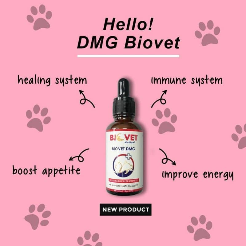 [𝐒𝐖𝐃] 𝐃𝐌𝐆 𝐁𝐢𝐨𝐯𝐞𝐭 𝐂𝐚𝐭 𝐈𝐦𝐦𝐮𝐧𝐞 𝐌𝐞𝐝𝐢𝐜𝐢𝐧𝐞 𝐅𝐨𝐫 𝐅𝐈𝐏 𝐃𝐫𝐲, 𝐒𝐩𝐨𝐫𝐨, 𝐕𝐢𝐫𝐮𝐬, 𝐏𝐚𝐫𝐯𝐨 ...