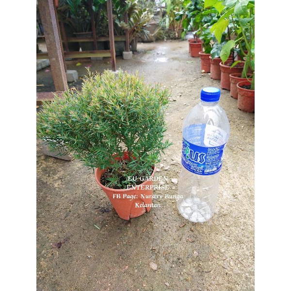 Pokok Rhu Wangi ( Daunnya Wangi ) | Shopee Malaysia