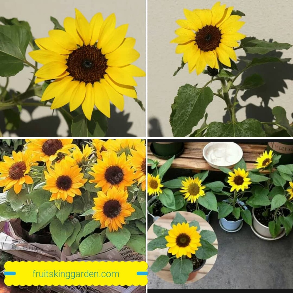 Anak Pokok Cameron Sunflower | Shopee Malaysia