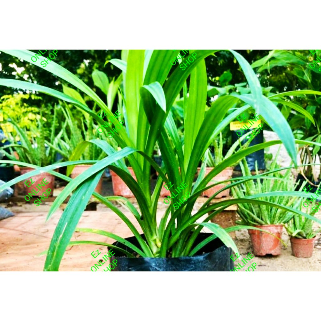 PANDAN TREE / ANAK POKOK PANDAN GERGASI SUPER WANGI | Shopee Malaysia