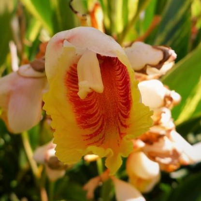 Alpinia conchigera / lengkuas / cenkenam / jerunang / rumput kelemoyang ...