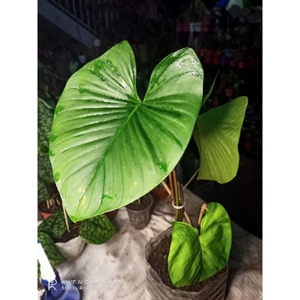 Homalomena Rubescens Pokok Kemoyang | Shopee Malaysia