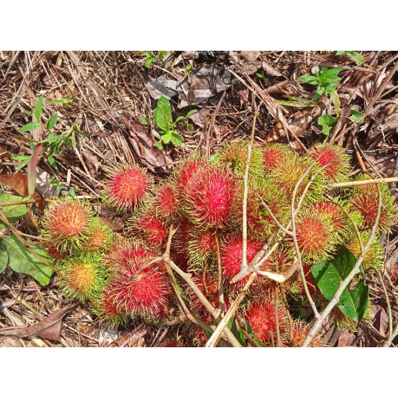 Rambutan anak sekolah 1kg | Shopee Malaysia