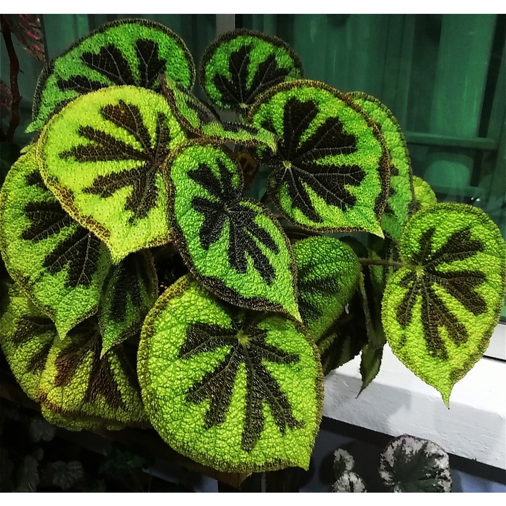 Begonia Masoniana(lonely rock/variegata) / Asam Batu/ 秋海棠 | Shopee Malaysia