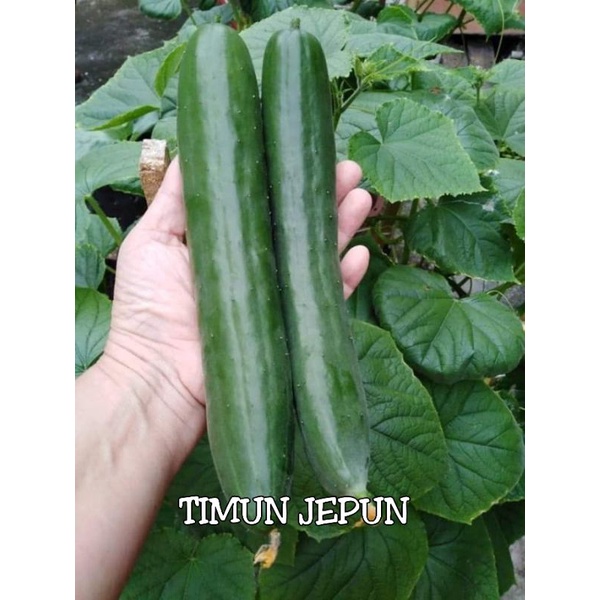 Biji Benih/ Seed Sayur/ Vegetable Pokok TIMUN JEPUN F1 HYBRID ...
