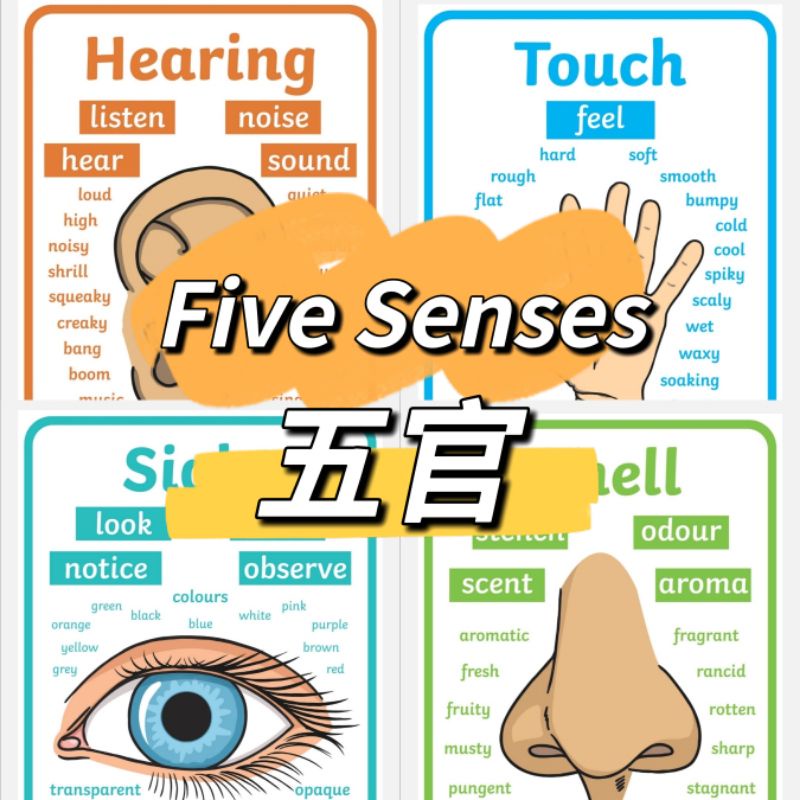 (PDF) 104. Five Senses Word Cards & Sorting Mat | Shopee Malaysia