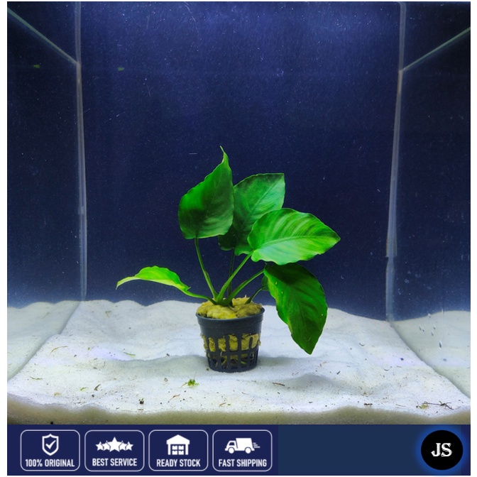 🔥Buy 3 Free 1🔥Anubias, Windelov & Java Fern Aquatic Live Plant (Anubias Nana/Pokok hiasan ...