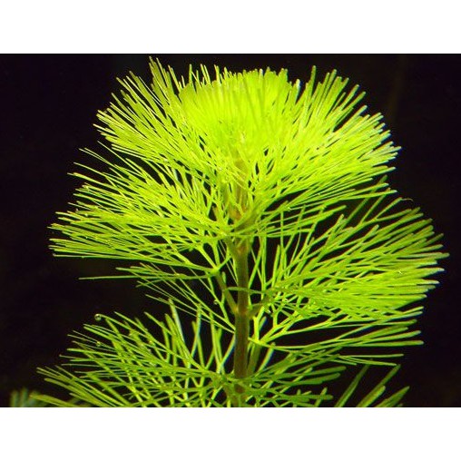 Cabomba Caroliniana (Aquatic Plant / Aquarium) | Shopee Malaysia