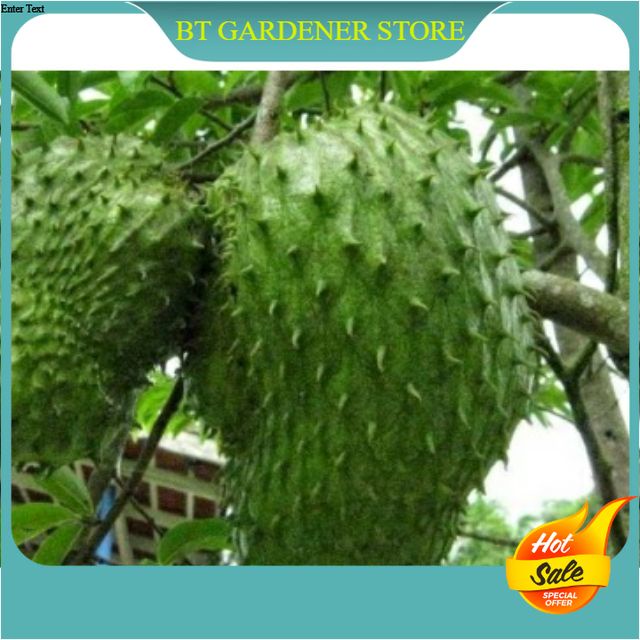 Durian belanda Pokok Durian Belanda Madu AAA Hybrid Berbuah Dalam 1-2 ...