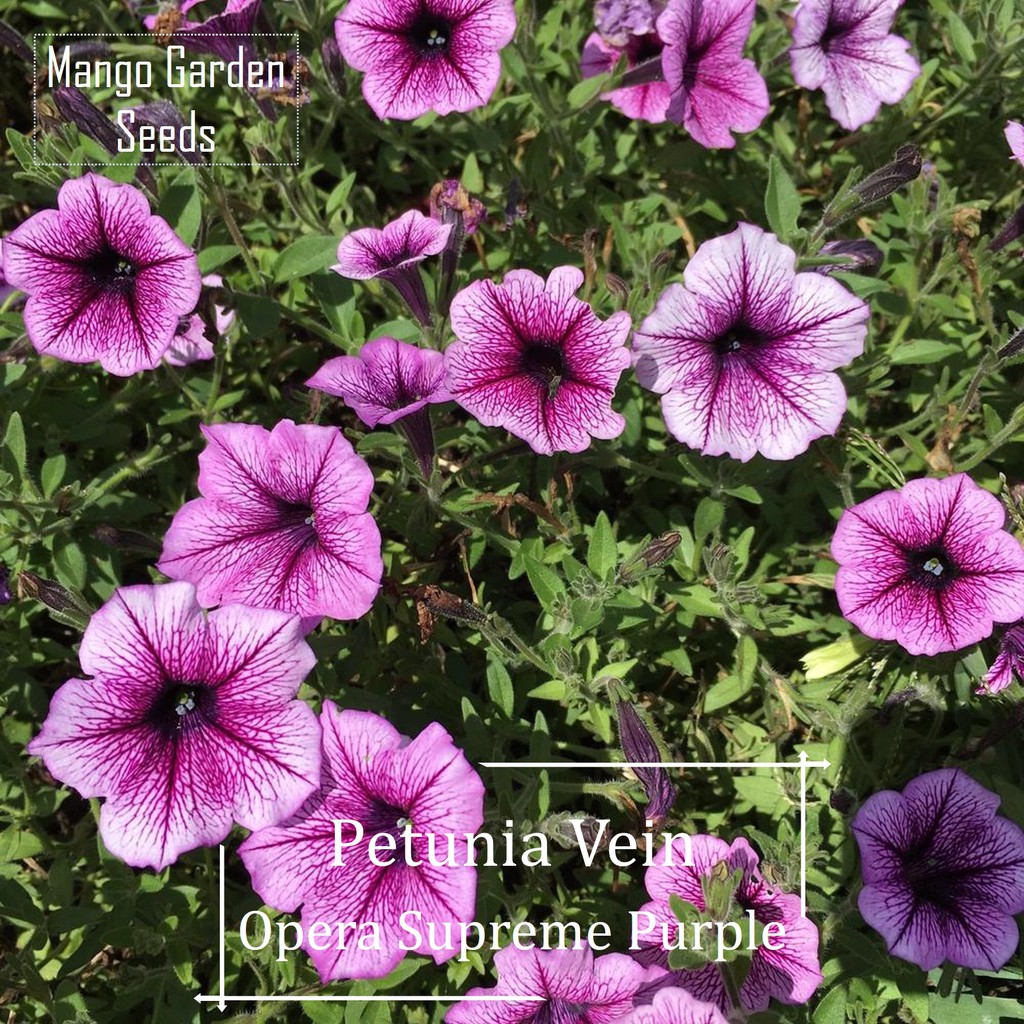 Petunia Opera Supreme Purple Vein seeds - 30 seed *Pot Friendly* Tanam ...