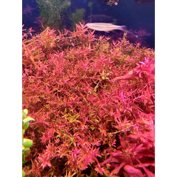 ROTALA MACRANDRA Mini butterfly (aquatic plant) | Shopee Malaysia