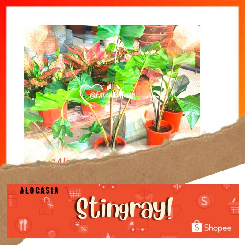 🍃ALOCASIA : "STINGRAY" 🍃 [Caladium Plants-Pokok Keladi / Real Live ...